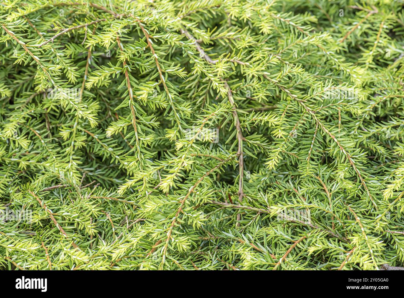Tsuga canadensis also known as Canadian hemlock Stock Photo - Alamy