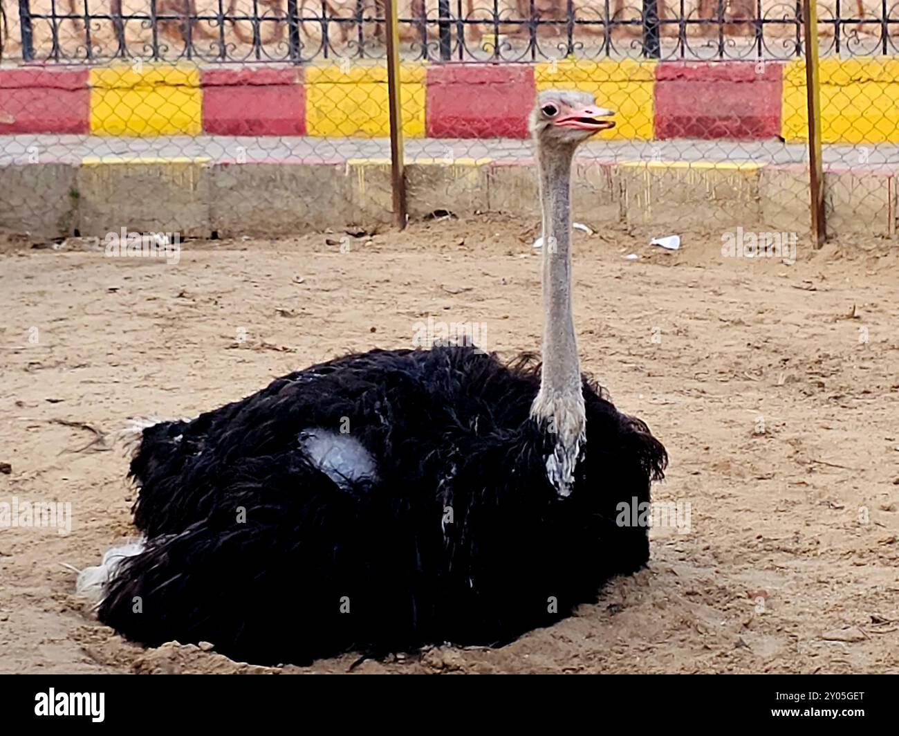 Two ostriches stand in silhouette hi-res stock photography and images ...