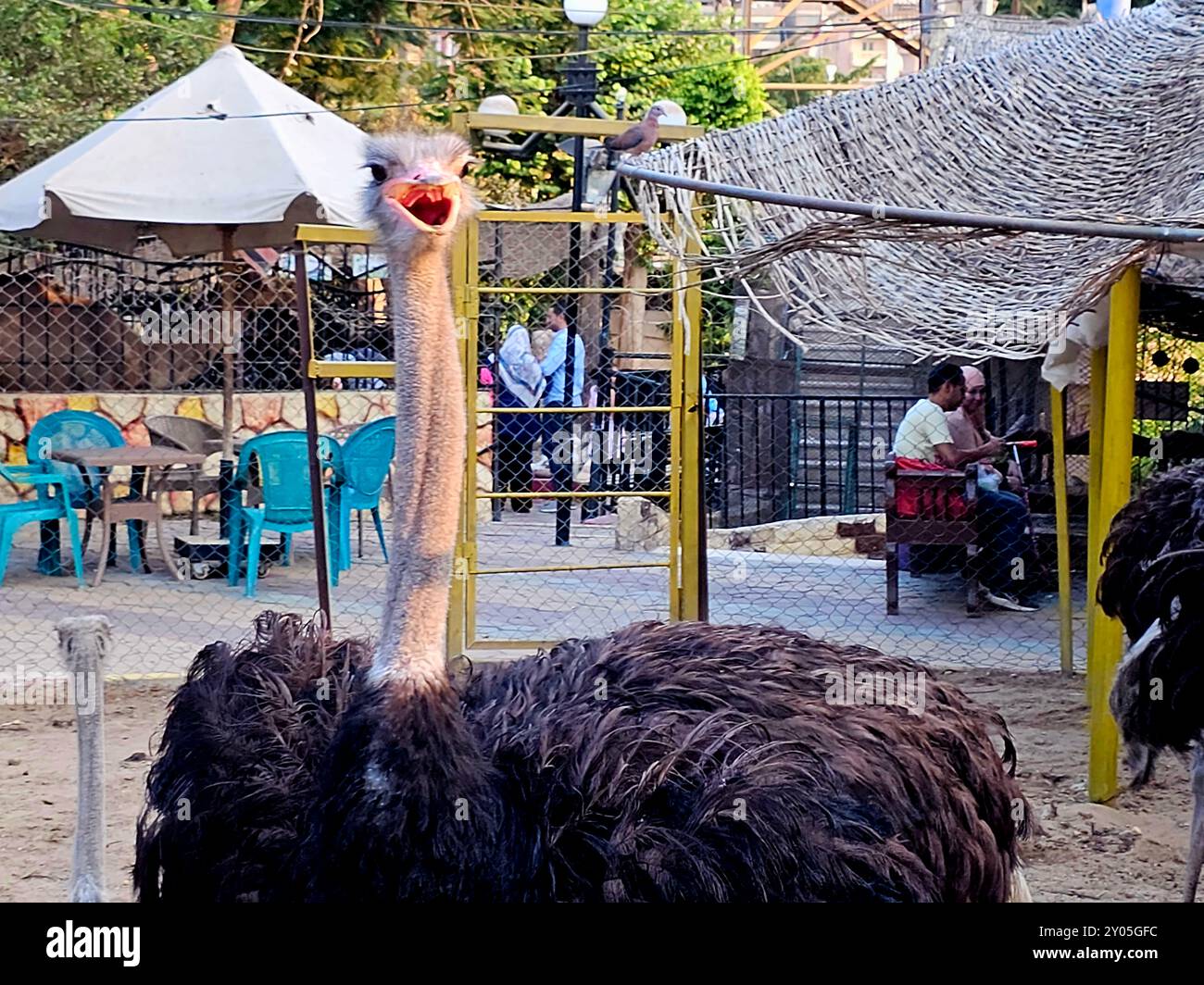 Cairo, Egypt, July 27 2024: African Ostrich, Ostriches are large ...