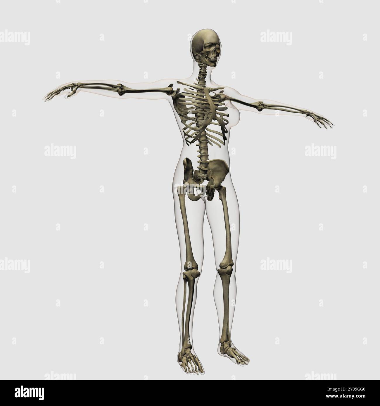 Medical illustration of full female skeleton standing against white ...