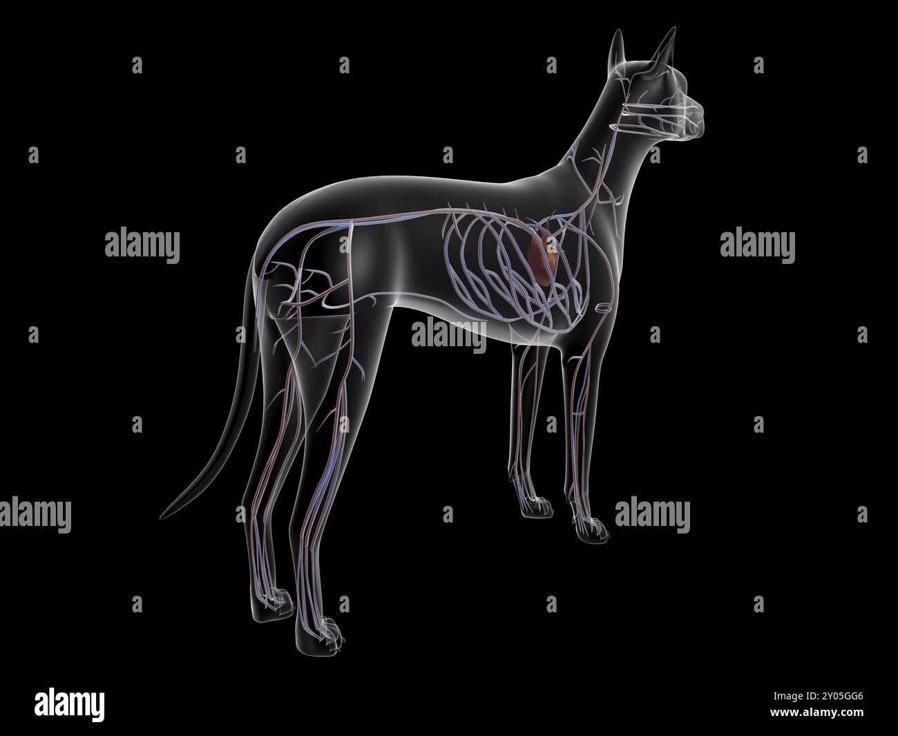 Circulatory system of a dog, x-ray rear view Stock Photo - Alamy