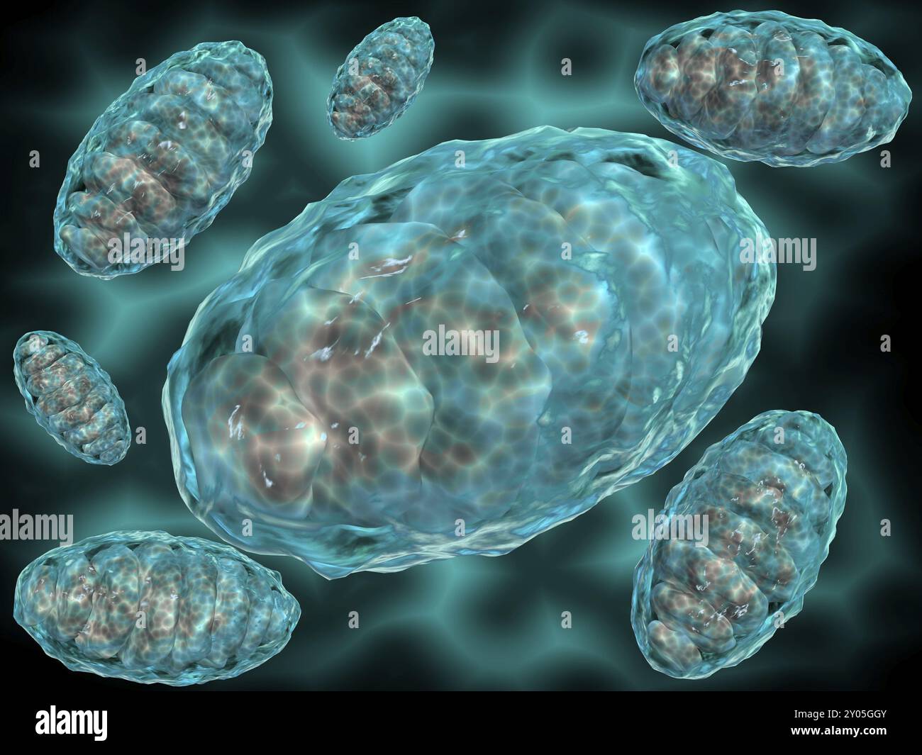 Microscopic view of Mitochondria. Mitochondria are the cell's power ...