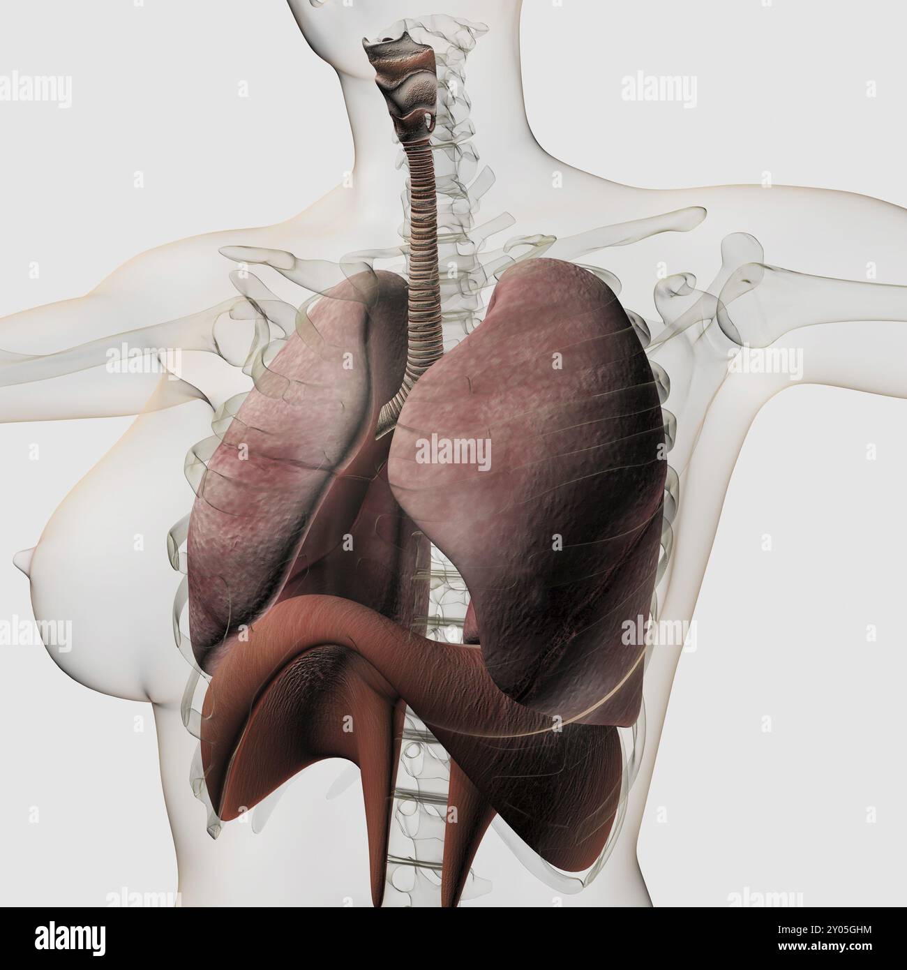 Respiratory system overview hi-res stock photography and images - Alamy