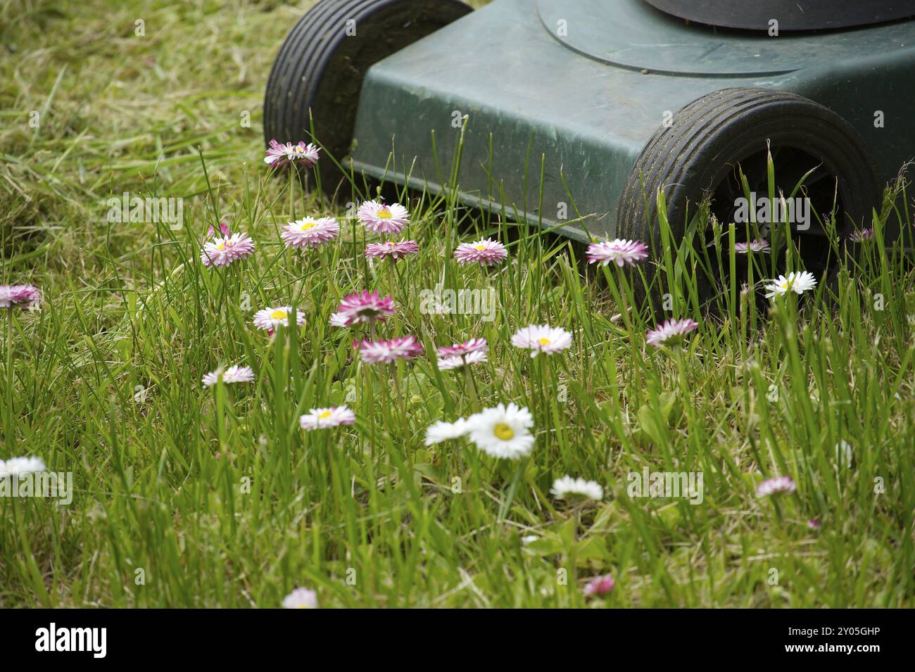 Seasons and yard maintenance concept with lawn mower and dainty white ...
