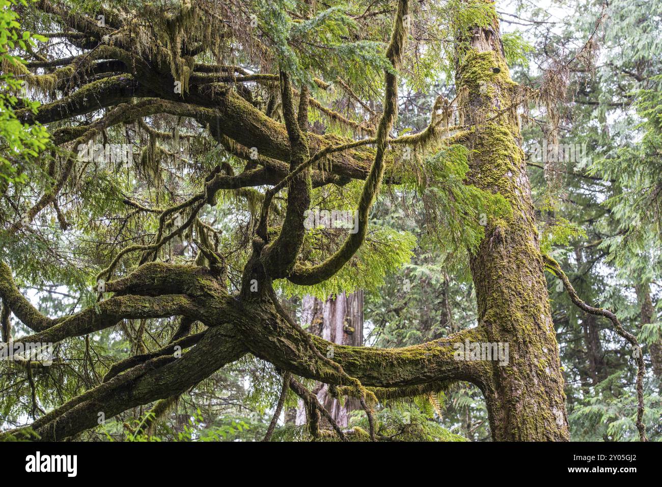 Temperate rainforest on the west coast of Vancouver Island in Canada ...