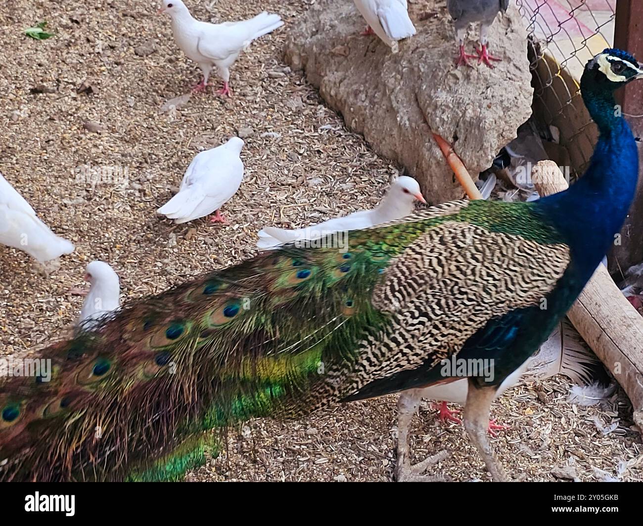 The Indian peafowl (Pavo cristatus), also known as the common peafowl ...