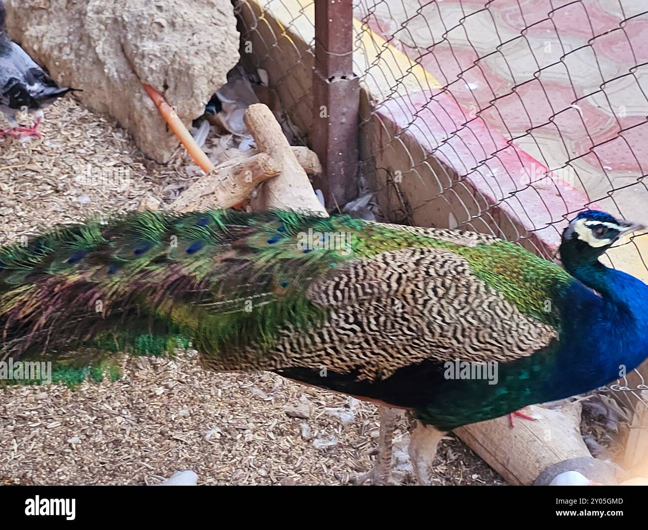 The Indian peafowl (Pavo cristatus), also known as the common peafowl ...