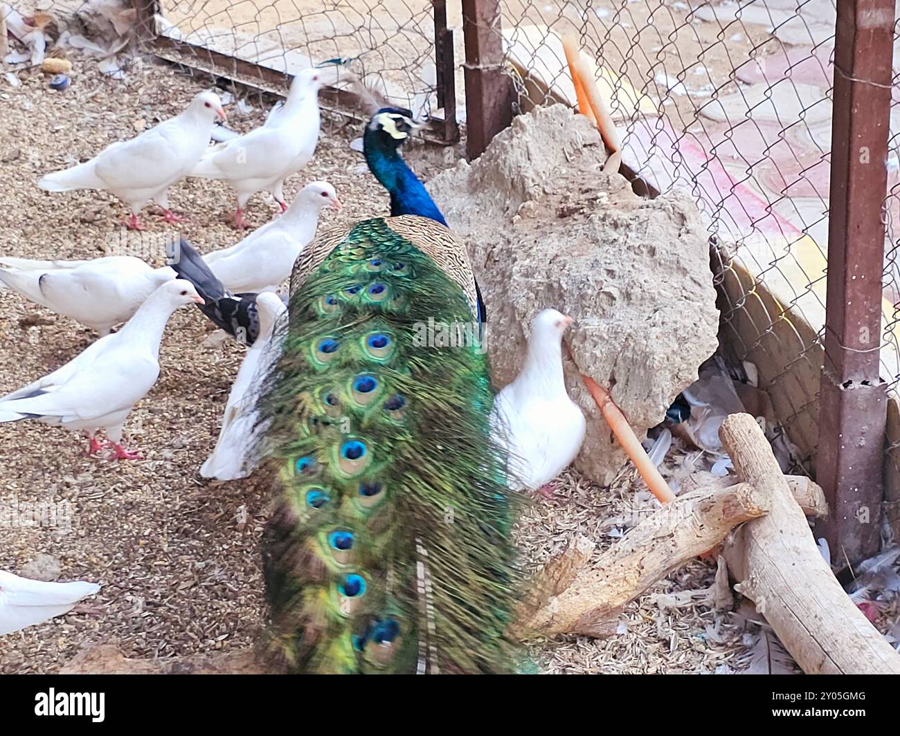 The Indian peafowl (Pavo cristatus), also known as the common peafowl ...