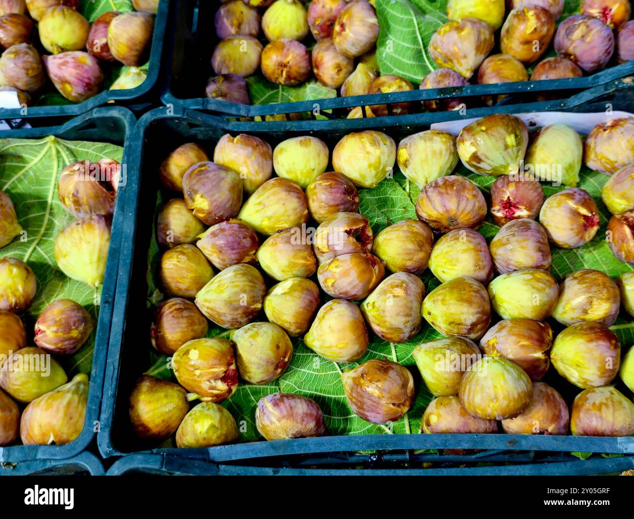 The fig, an edible fruit of Ficus Carica, a species of small tree in ...