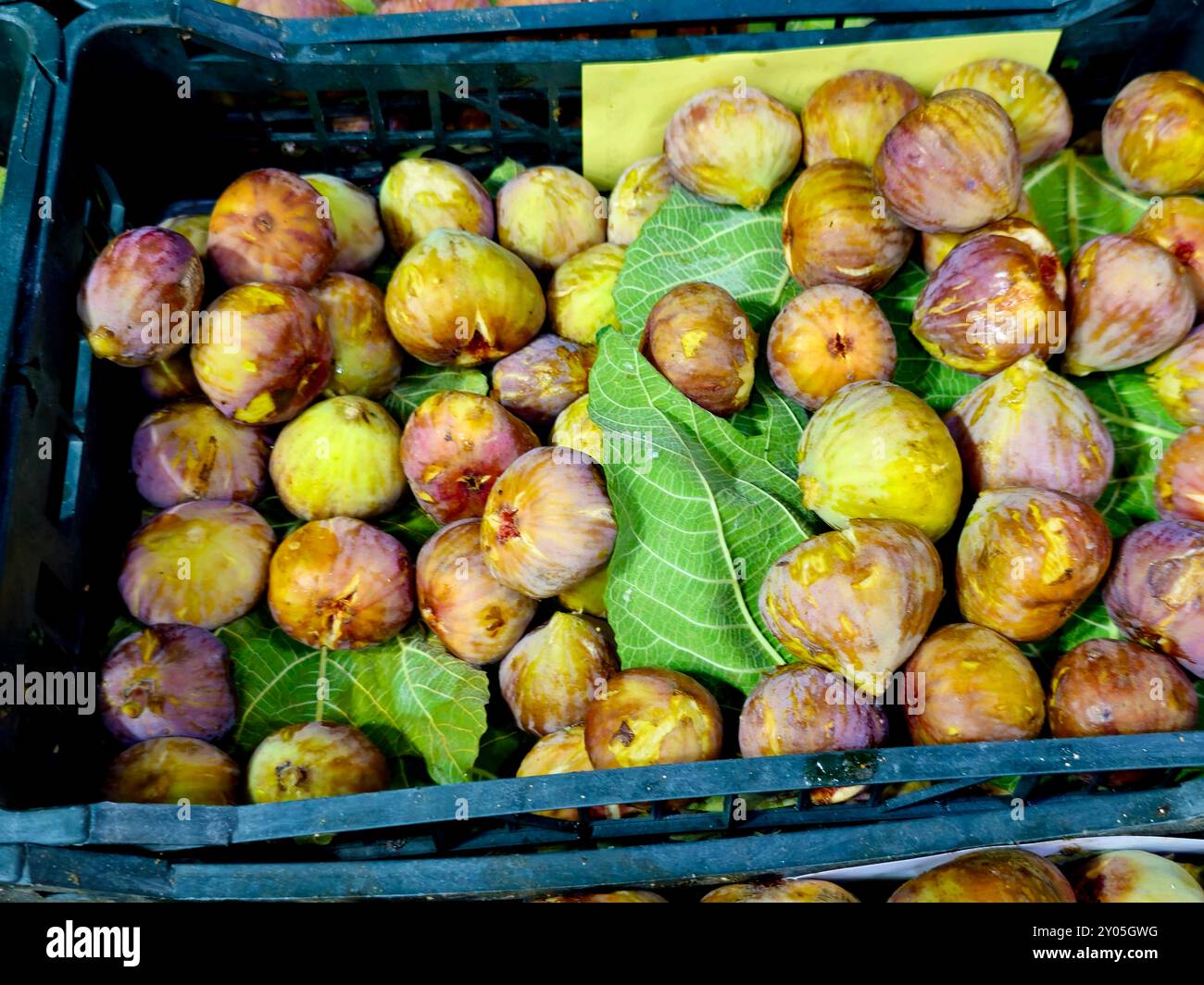 The fig, an edible fruit of Ficus Carica, a species of small tree in ...