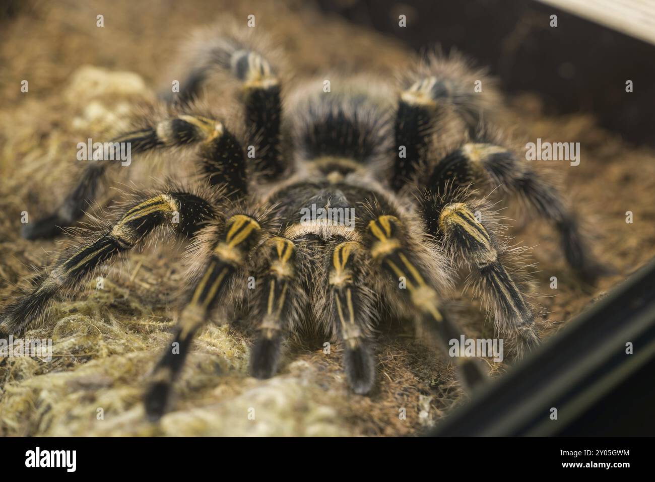 Poisonous tarantula in a terrarium Stock Photo - Alamy