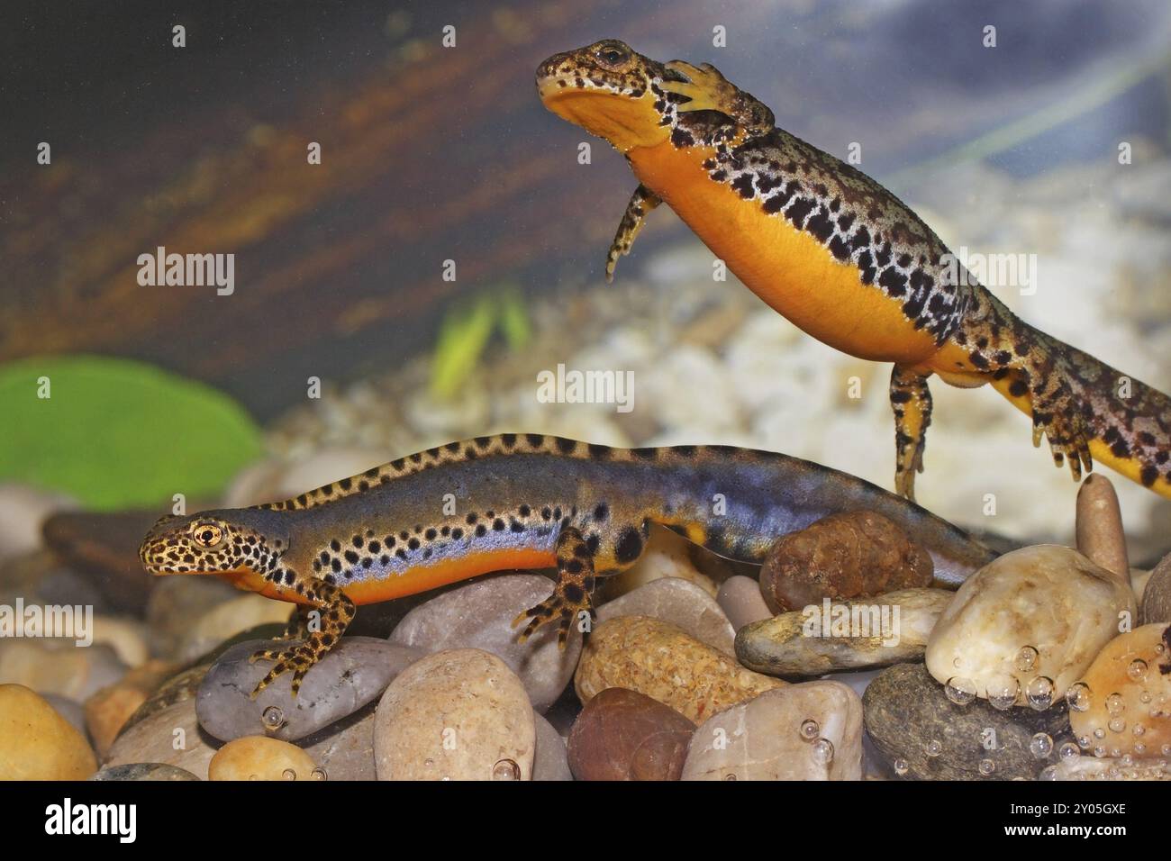 Alpine newt pair, Ichthyosaura alpestris, Syn.: Triturus alpestris ...