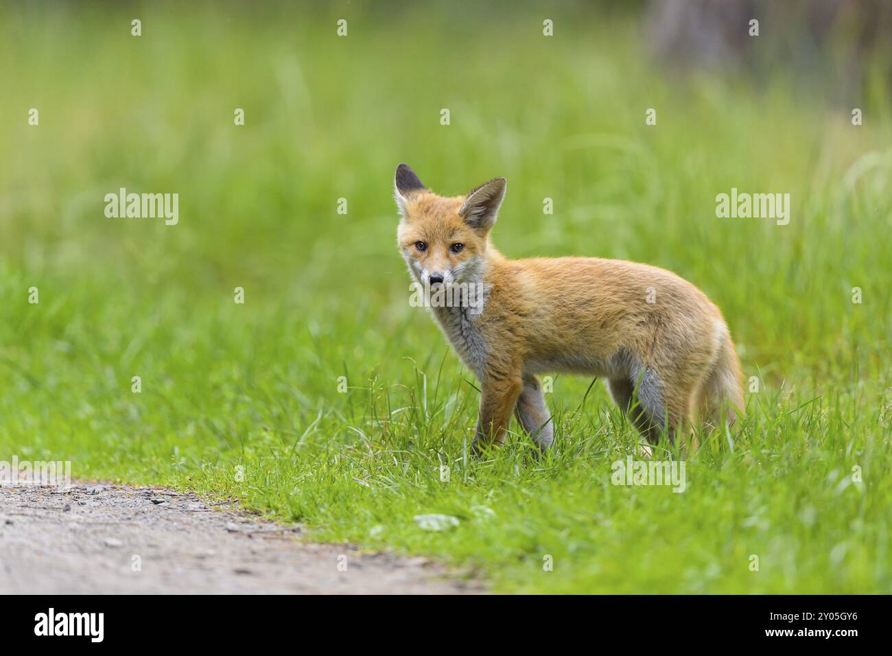 Red fox (Vulpes vulpes), a young fox standing on a forest path in the ...