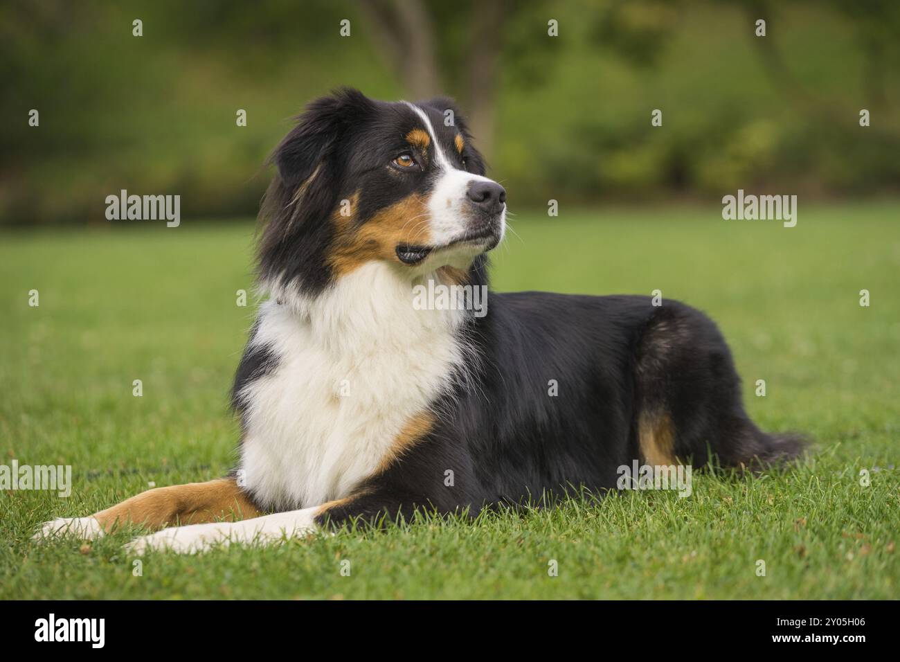 Full body portrait of an Australian Shepherd Stock Photo - Alamy