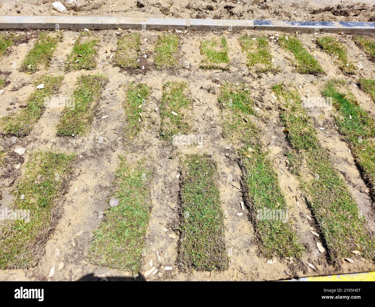 Transplanted Sod, Sod is the upper layer of turf that is harvested for ...