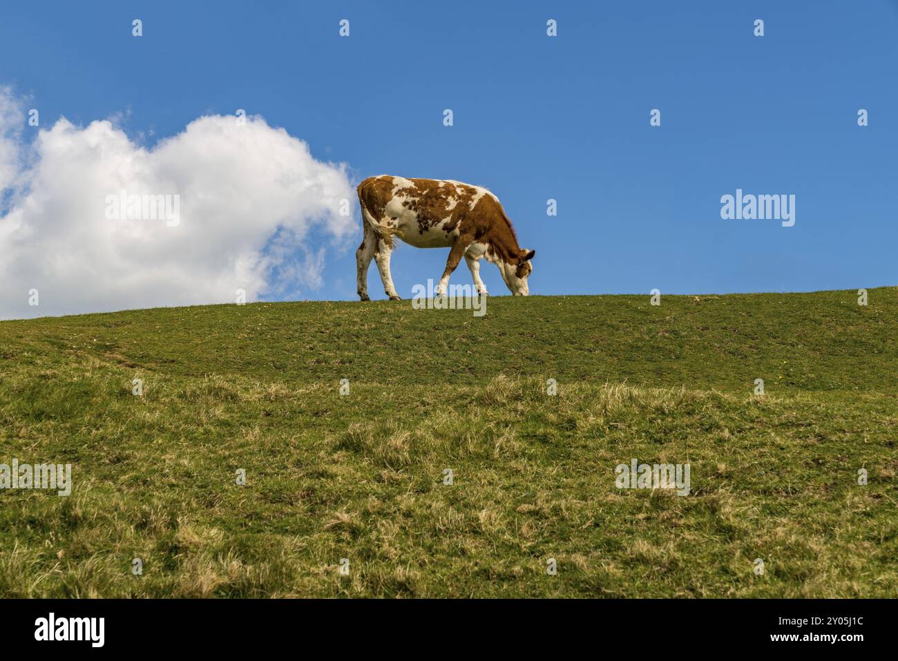 'The farting cow', a Cow with a cloud, seen near Worth Matravers ...