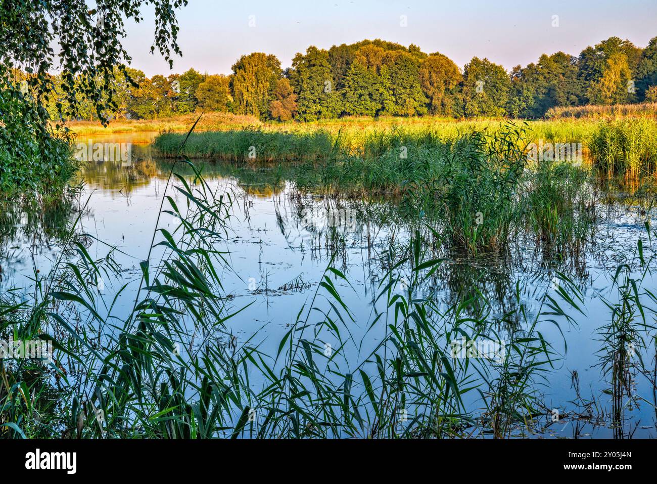 Staw Polny (Polny Pond), beech trees, sunrise, wetlands in Milicz Ponds ...