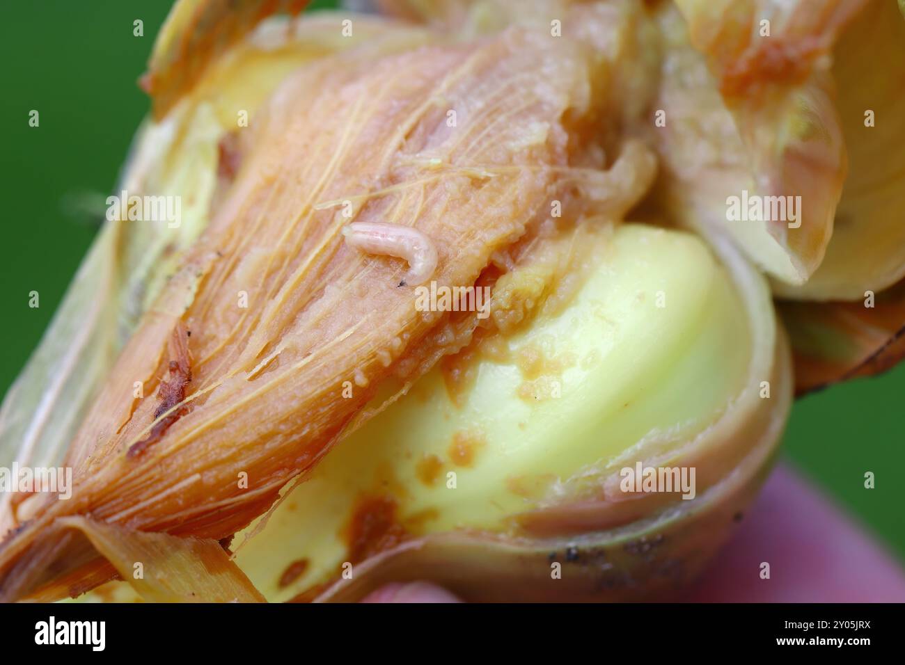 Delia antiqua, commonly known as the onion fly, is a cosmopolitan pest ...