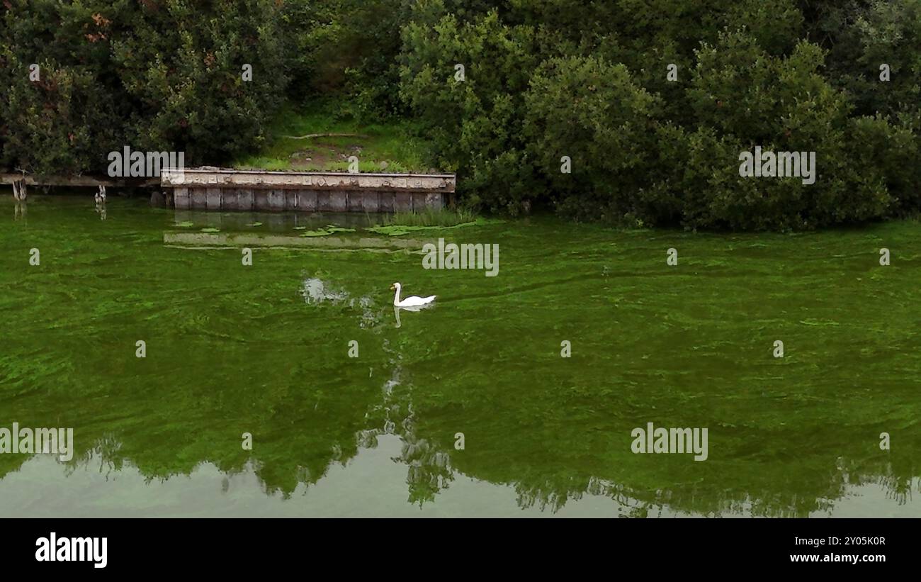 Blue green algae on the river bann where it meets lough neagh near the ...