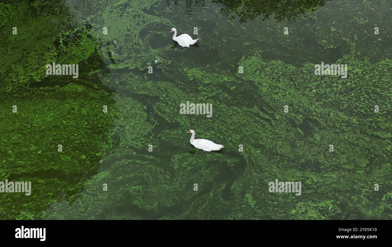 Blue green algae on the river bann where it meets lough neagh near the ...