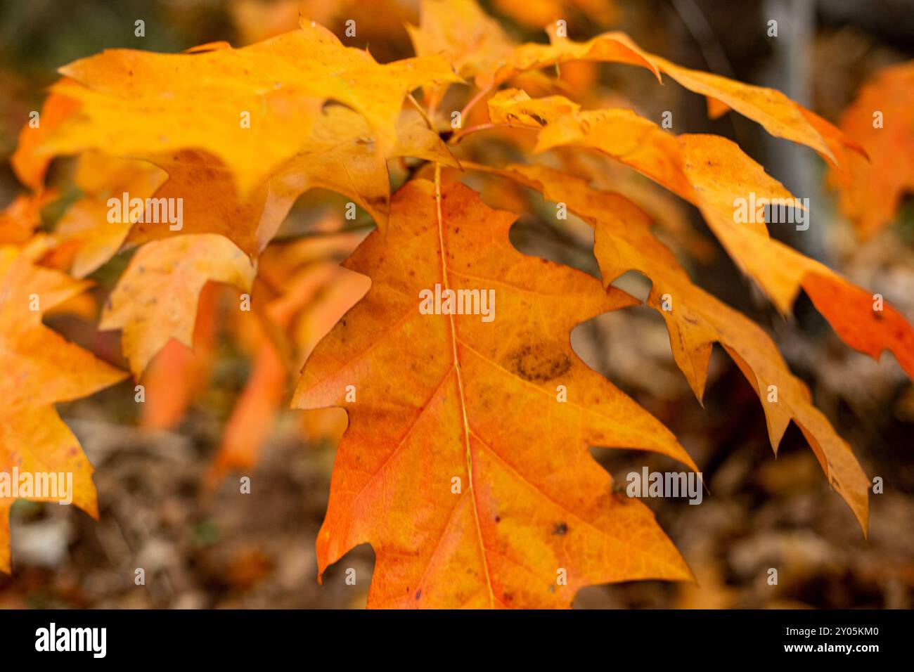 Orange maple leaves in forest hi-res stock photography and images - Alamy