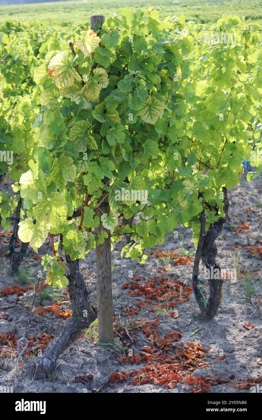 Unnecessary leaves hi-res stock photography and images - Alamy