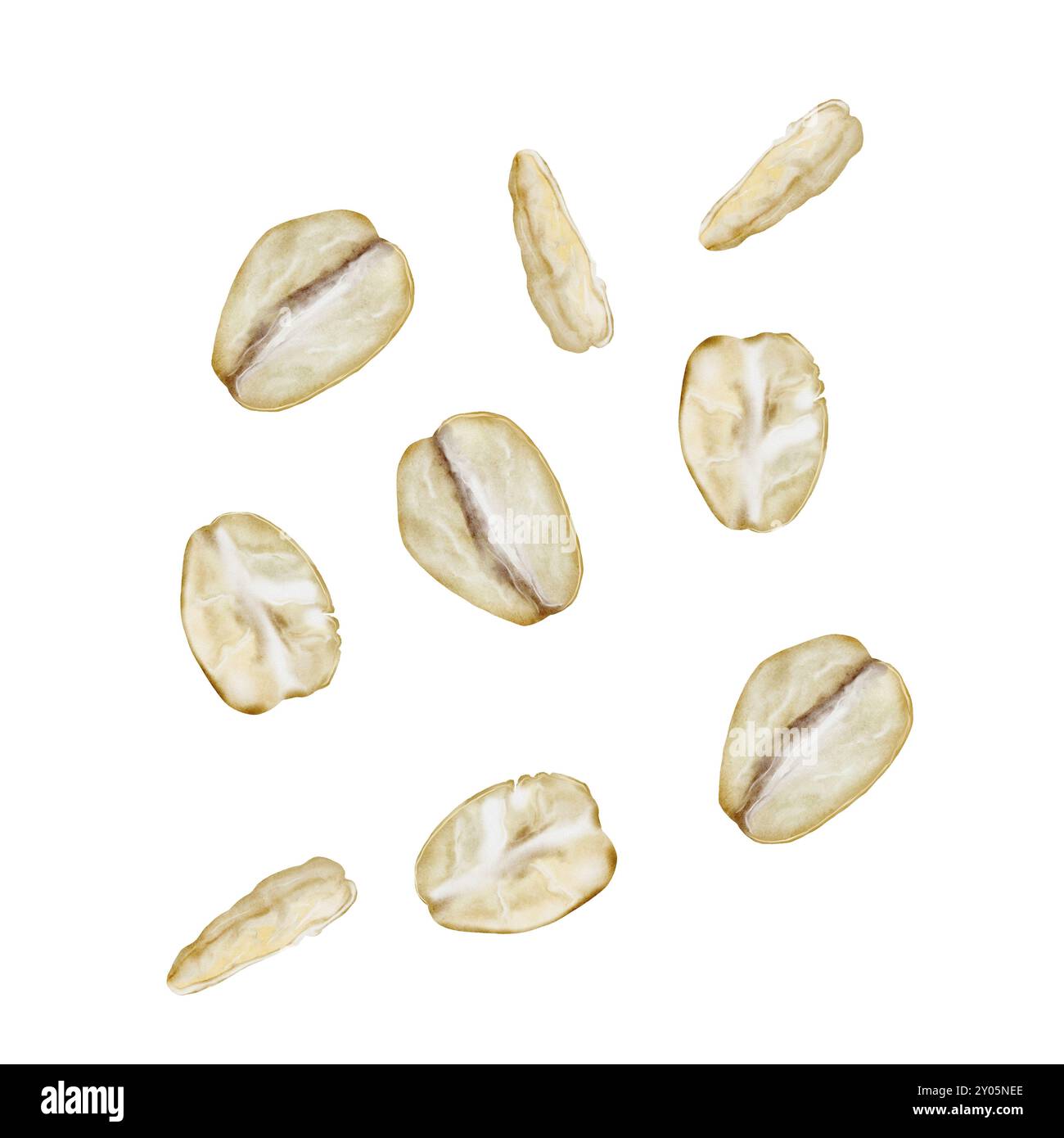 Oat flakes watercolor. Hand drawn oats on isolated white background ...