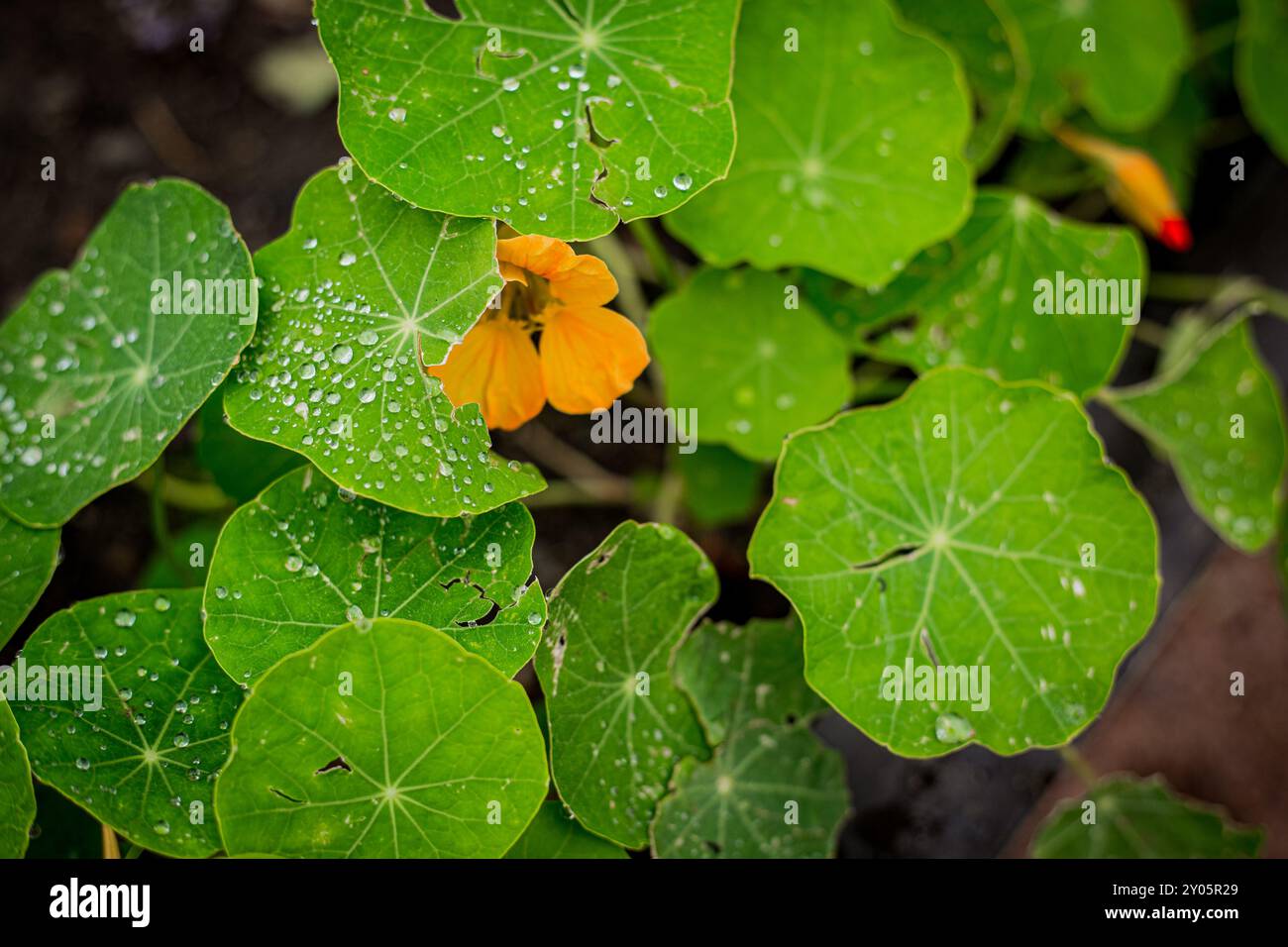 Yellow flower under green leaves with rain dorps on Stock Photo - Alamy