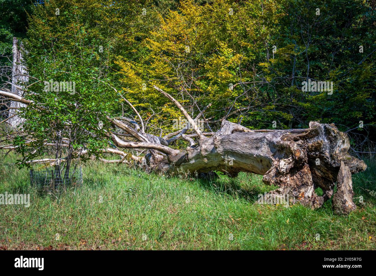 Dead fallen trees almost making an art instalation on the forset floor ...