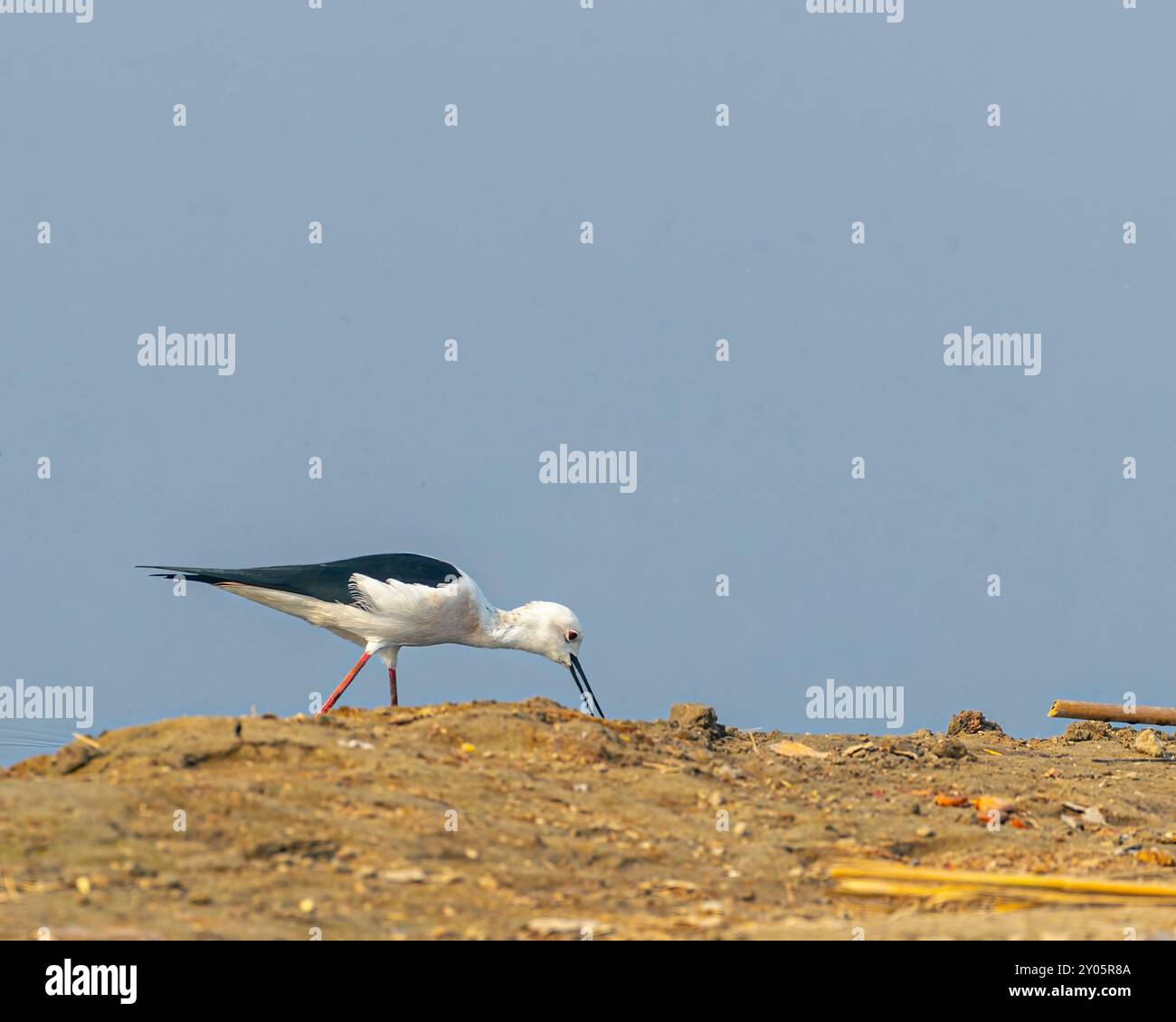 A Black winged Stilt looking for food Stock Photo - Alamy