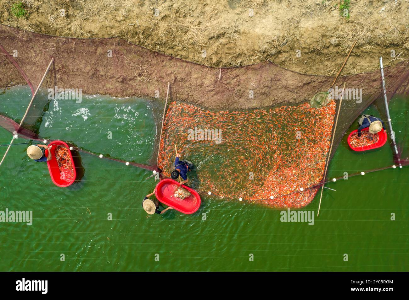 YONGJI, CHINA - SEPTEMBER 1, 2024 - Workers screen koi fish fry at the ...