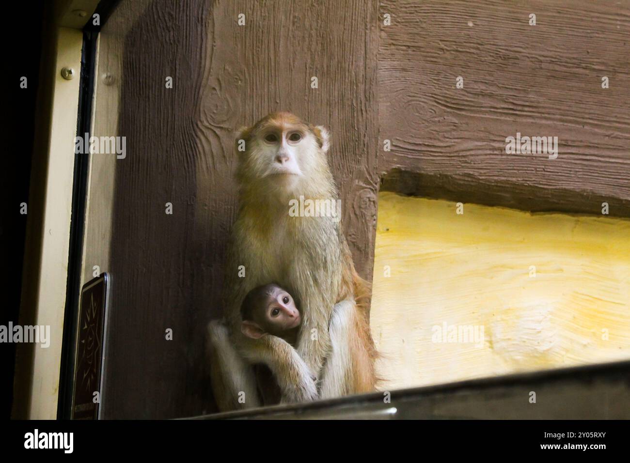Zoo cage monkeys family hi-res stock photography and images - Alamy