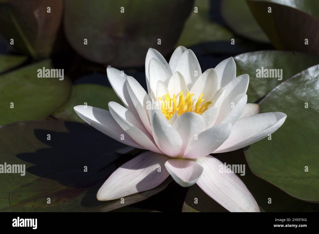 Water lily (Nymphaea) in the pond Stock Photo - Alamy