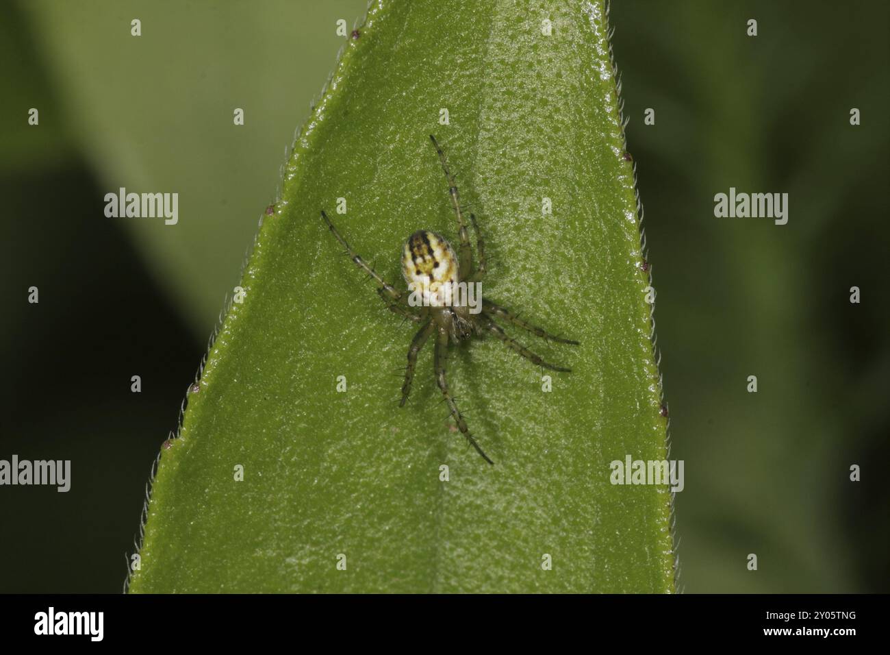 Wheel weaving spider hi-res stock photography and images - Alamy