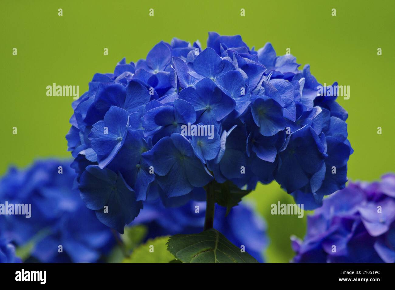 Blue bigleaf hydrangea (Hydrangea macrophylla Stock Photo - Alamy