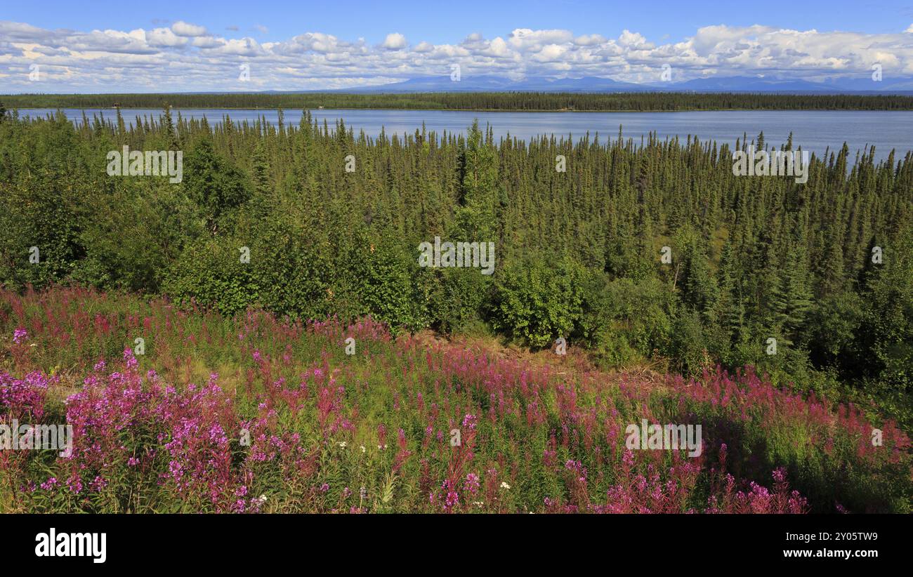 River landscape in Alaska Stock Photo - Alamy