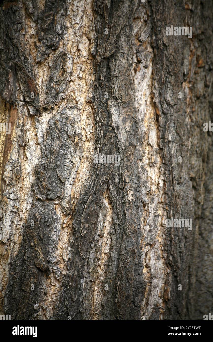 Bark of an old ginkgo tree Stock Photo - Alamy