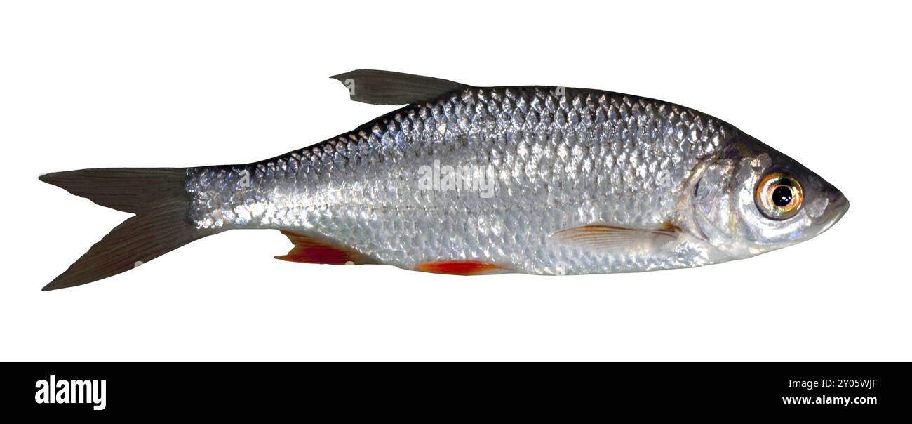 Fish free hi-res stock photography and images - Alamy