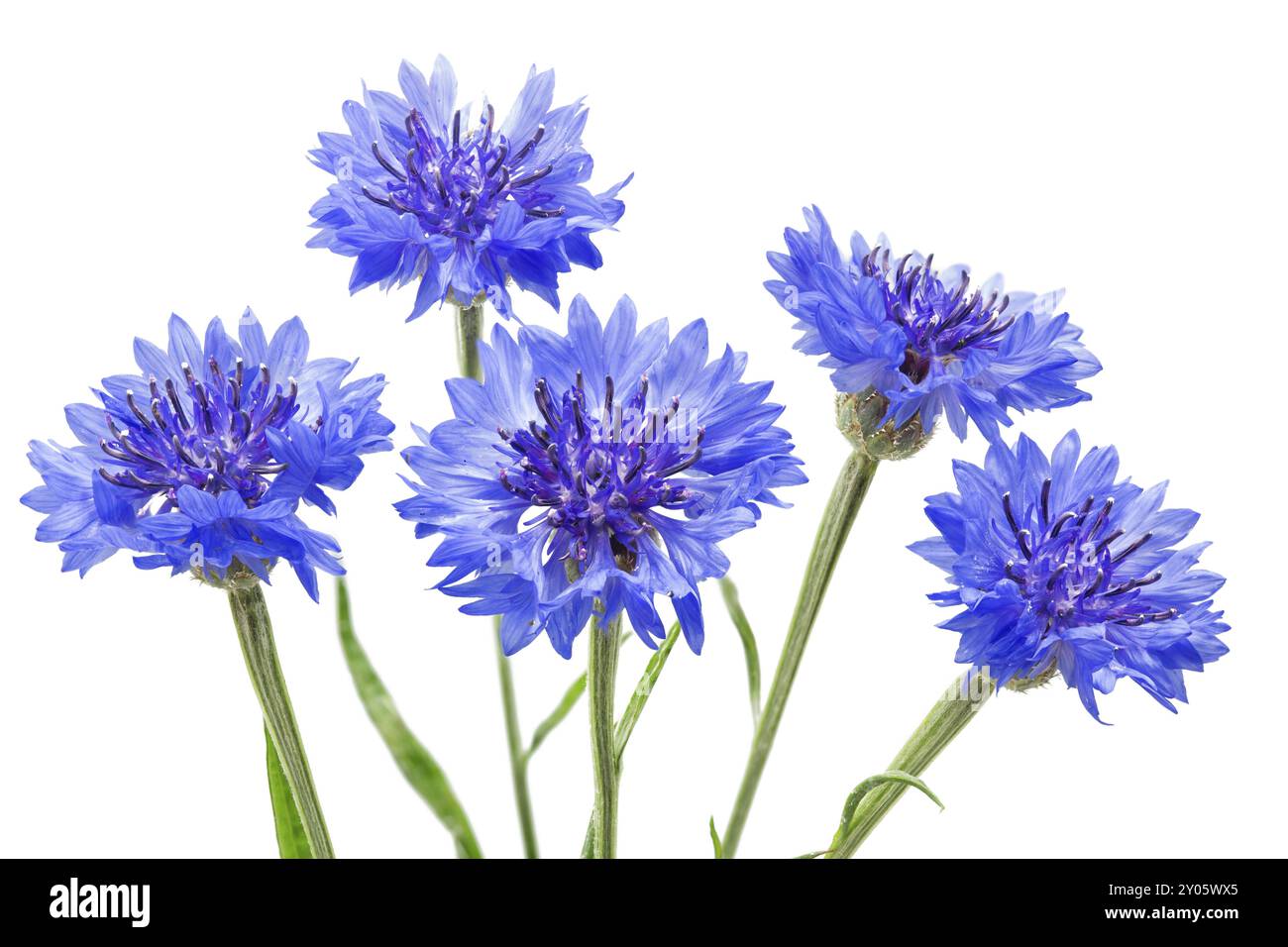 Centaurea asteraceae Cut Out Stock Images & Pictures - Alamy