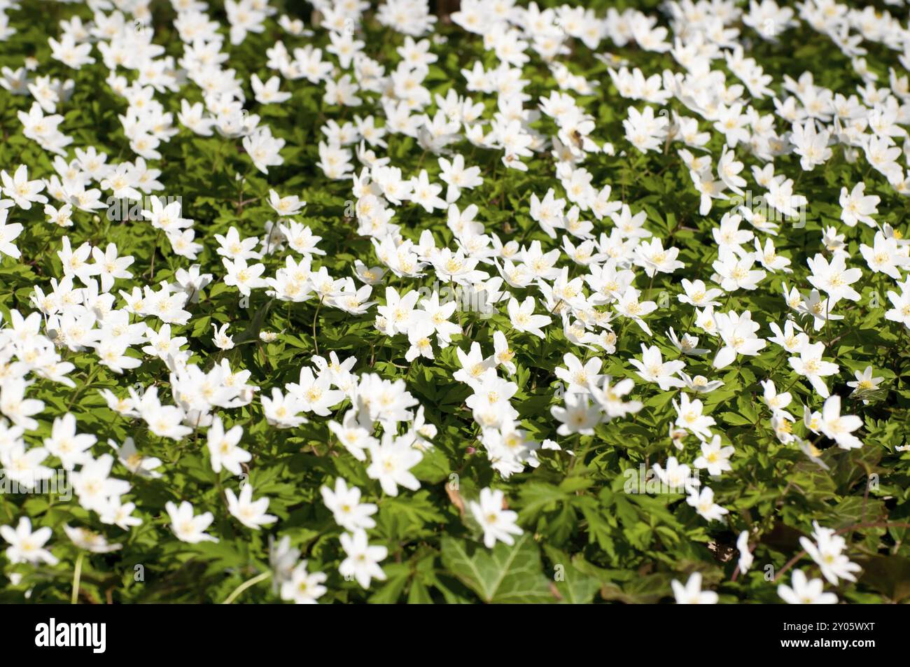 Anemonen auf dem Grunde eines Waldes im Fruehjahr. Anemone nemorosa, an ...
