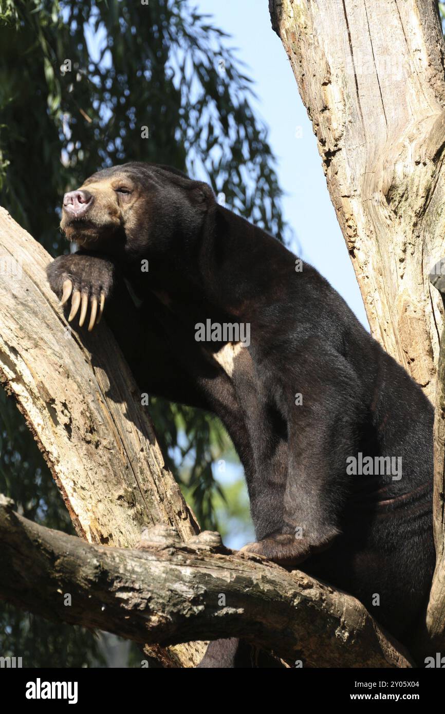 Malayan people hi-res stock photography and images - Alamy