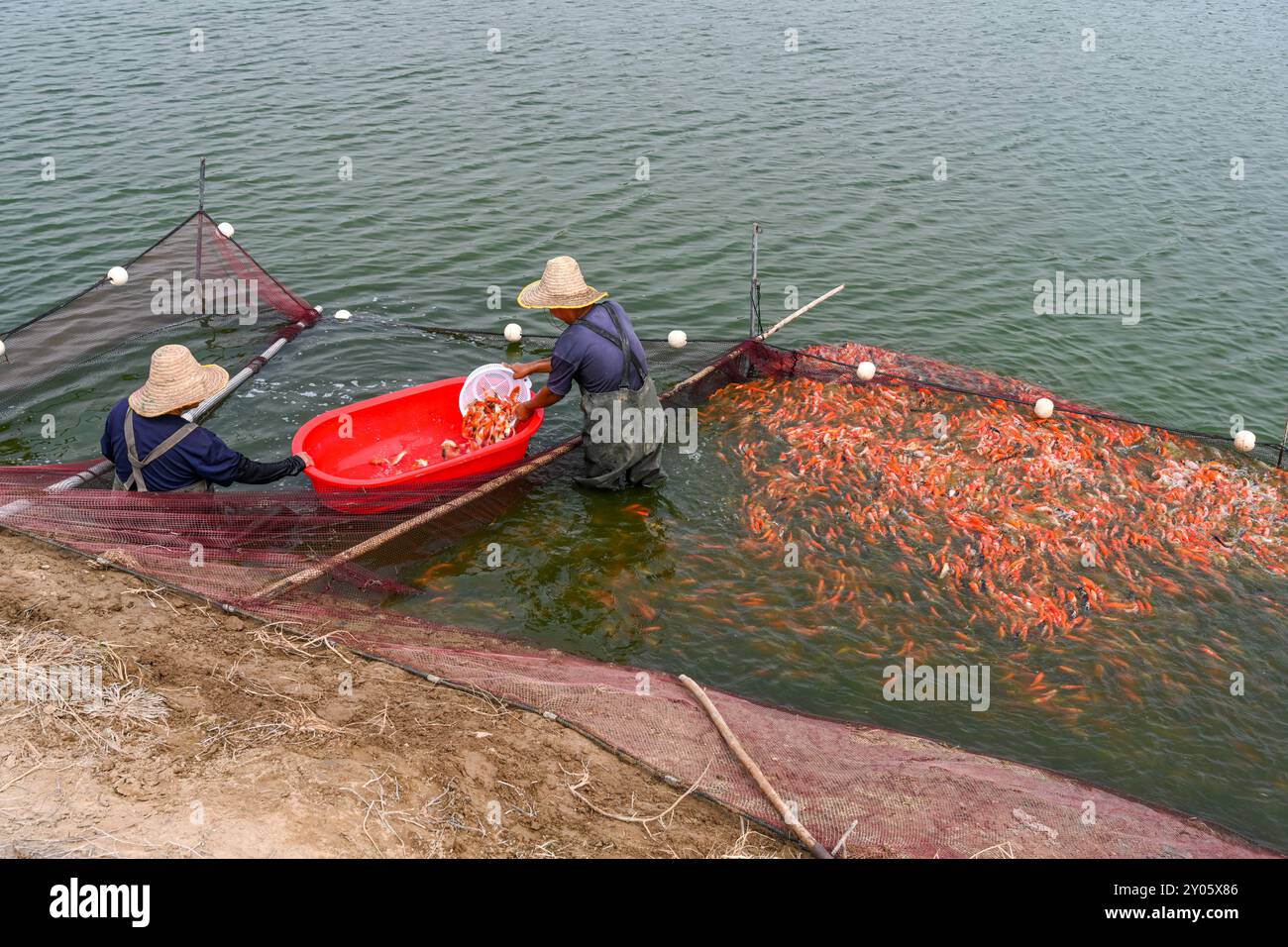 Yongji, China. 01st Sep, 2024. YONGJI, CHINA - SEPTEMBER 1, 2024 ...