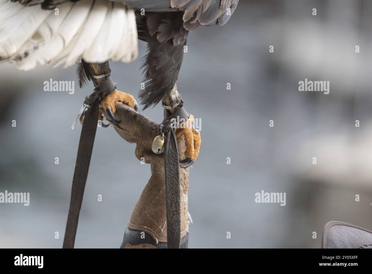 Claws of a bald eagle. Claw of a bald eagle Stock Photo - Alamy