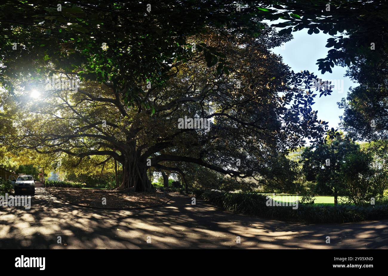 Sydney, Australia, a giant Moreton Bay fig tree, a view of the aerial ...