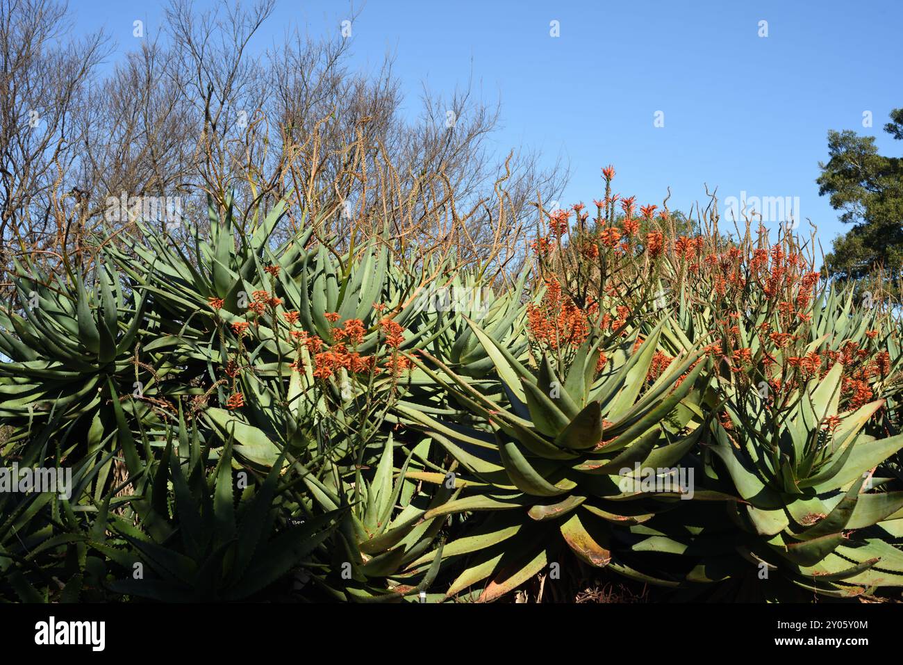 Succulents with long stalks hi-res stock photography and images - Alamy