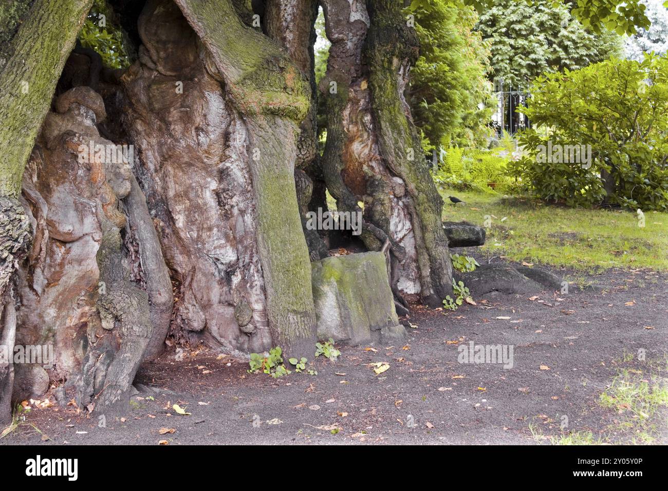 Thousand-year-old lime tree Collm Stock Photo - Alamy