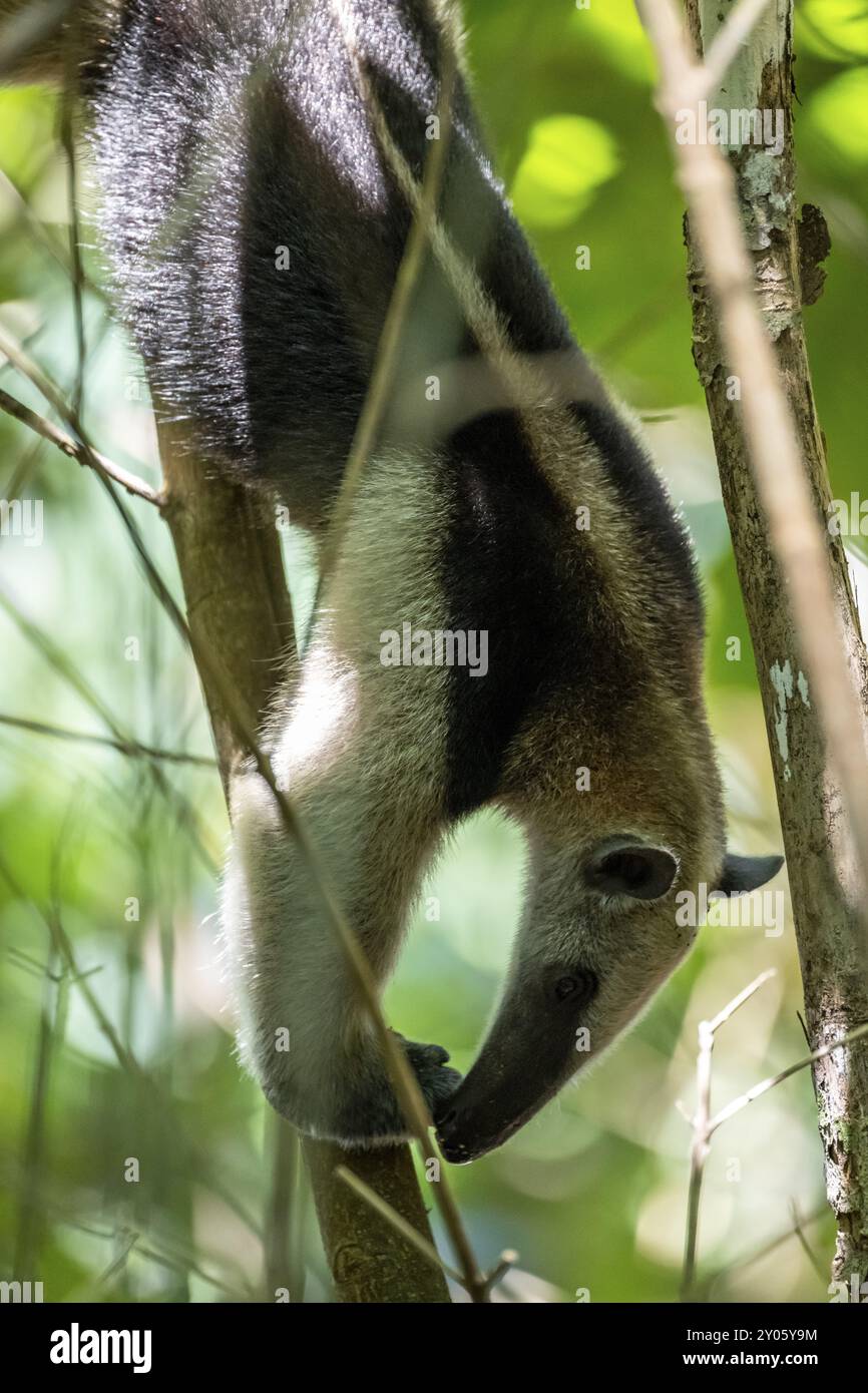 Northern tamandua (Tamandua mexicana), climbing a tree in the ...