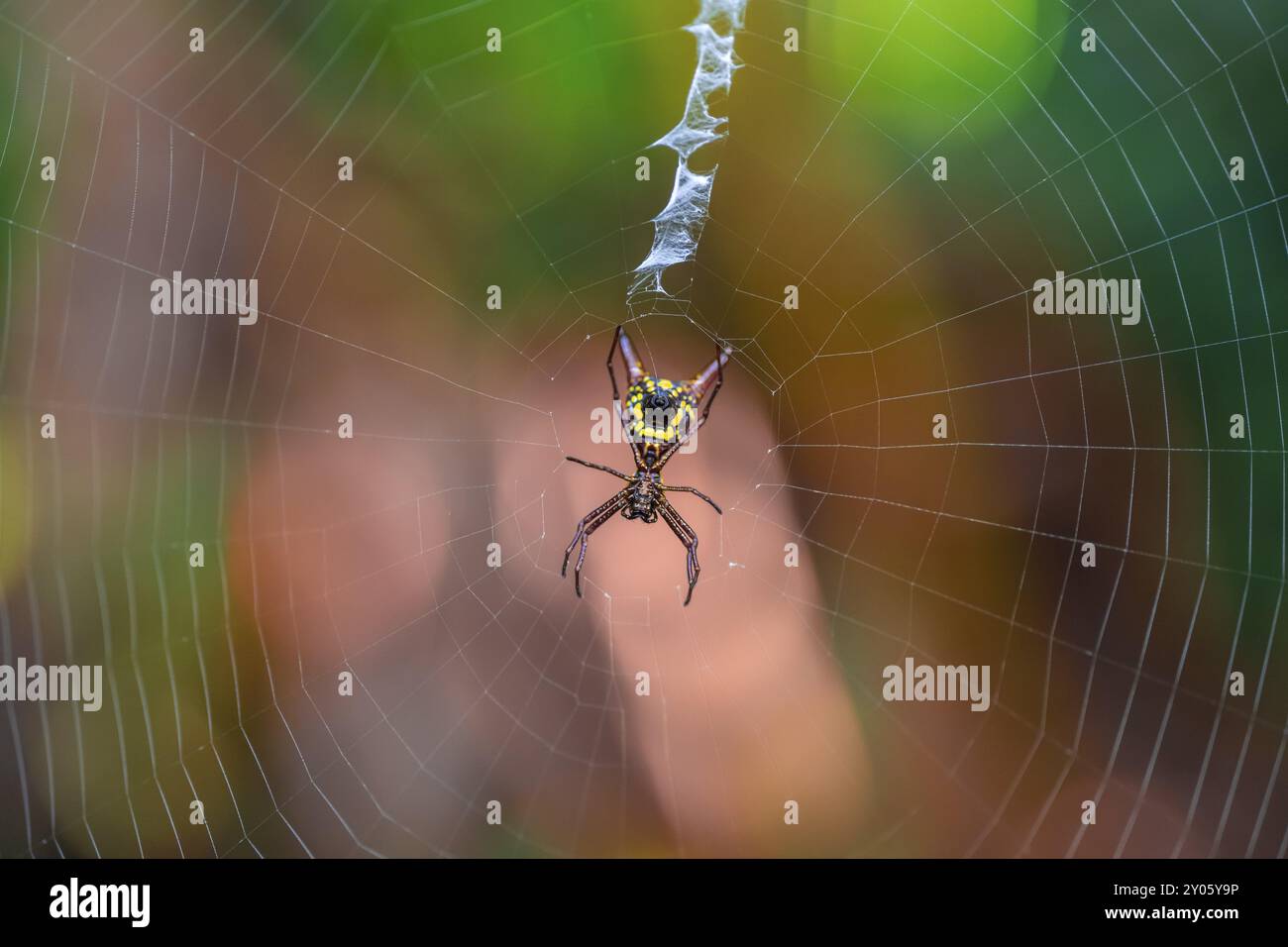 Wheel web spider (micrathena brevipes) in a spider web, Tortuguero ...