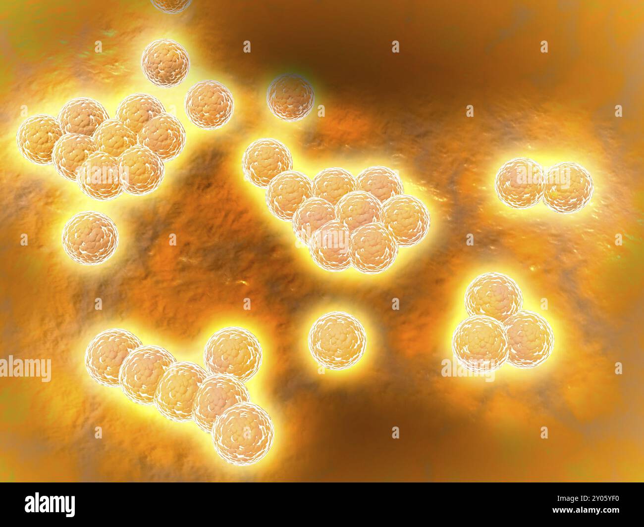 Staphylococcus aureus bacteria hi-res stock photography and images - Alamy