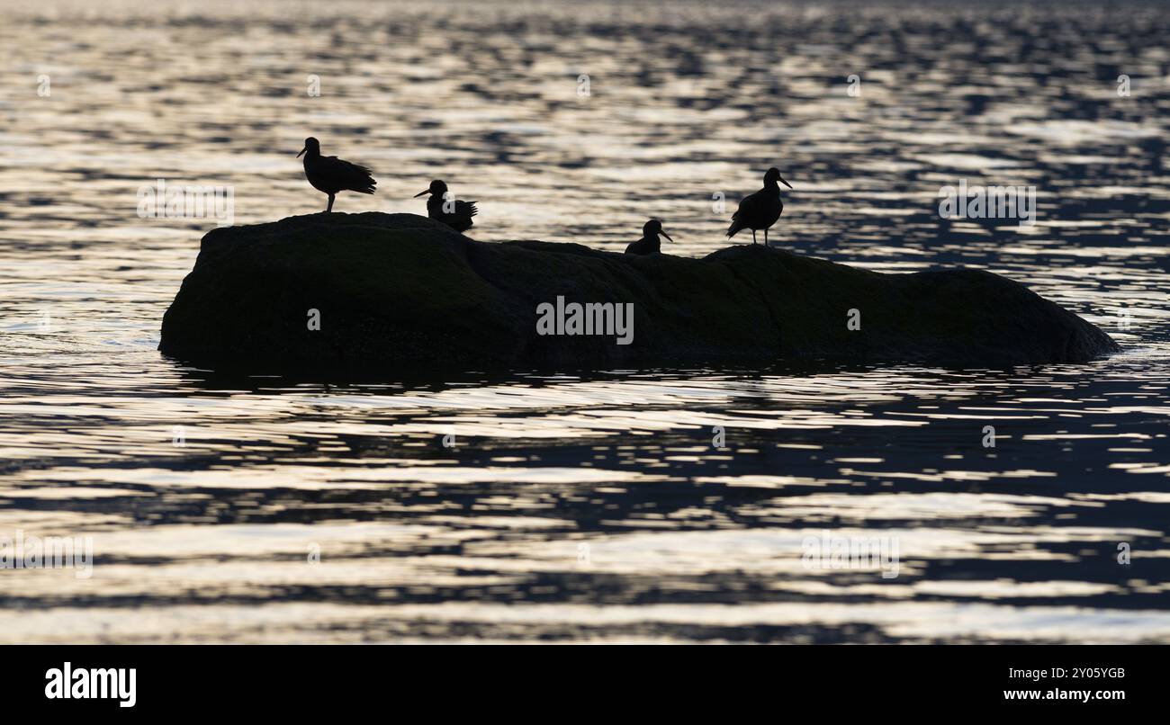 Four cliff oystercatchers sitting on a rock Stock Photo - Alamy